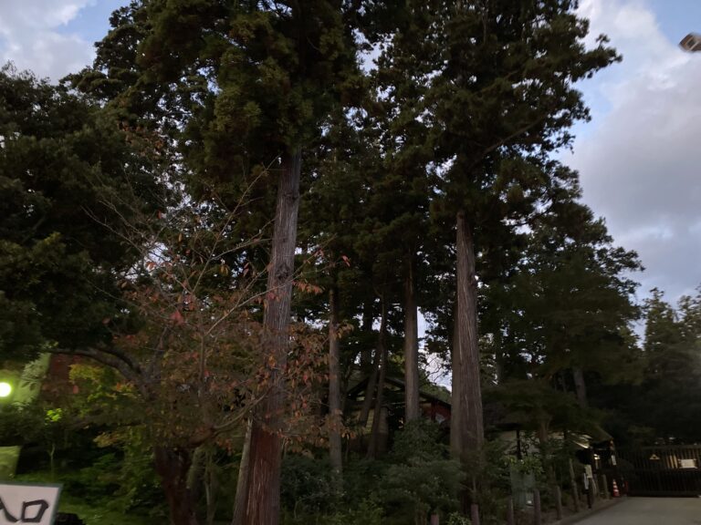 「みどりの日」2023 - Greenery Day (Green Day) 2023 in Japan - Feel this ...